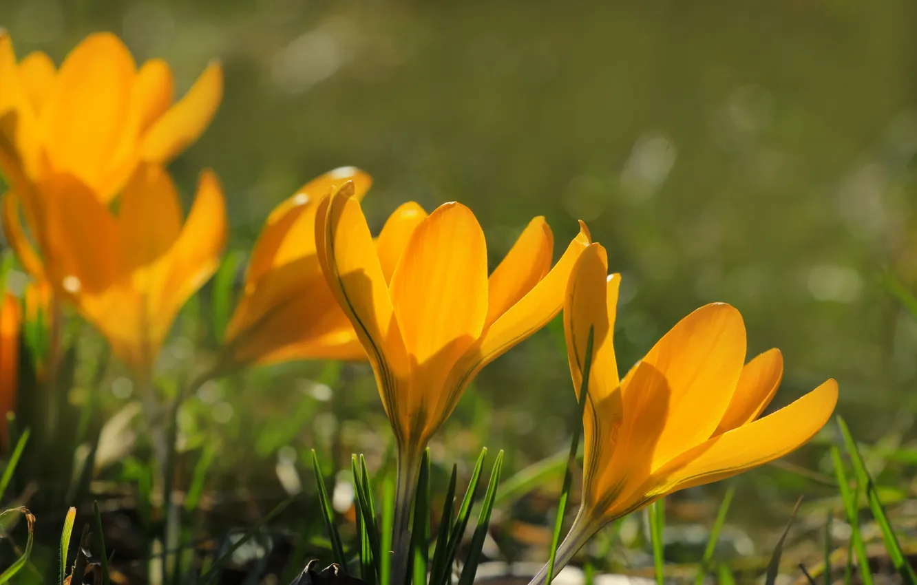 Wallpaper flower, spring, Crocus for mobile and desktop, section ...