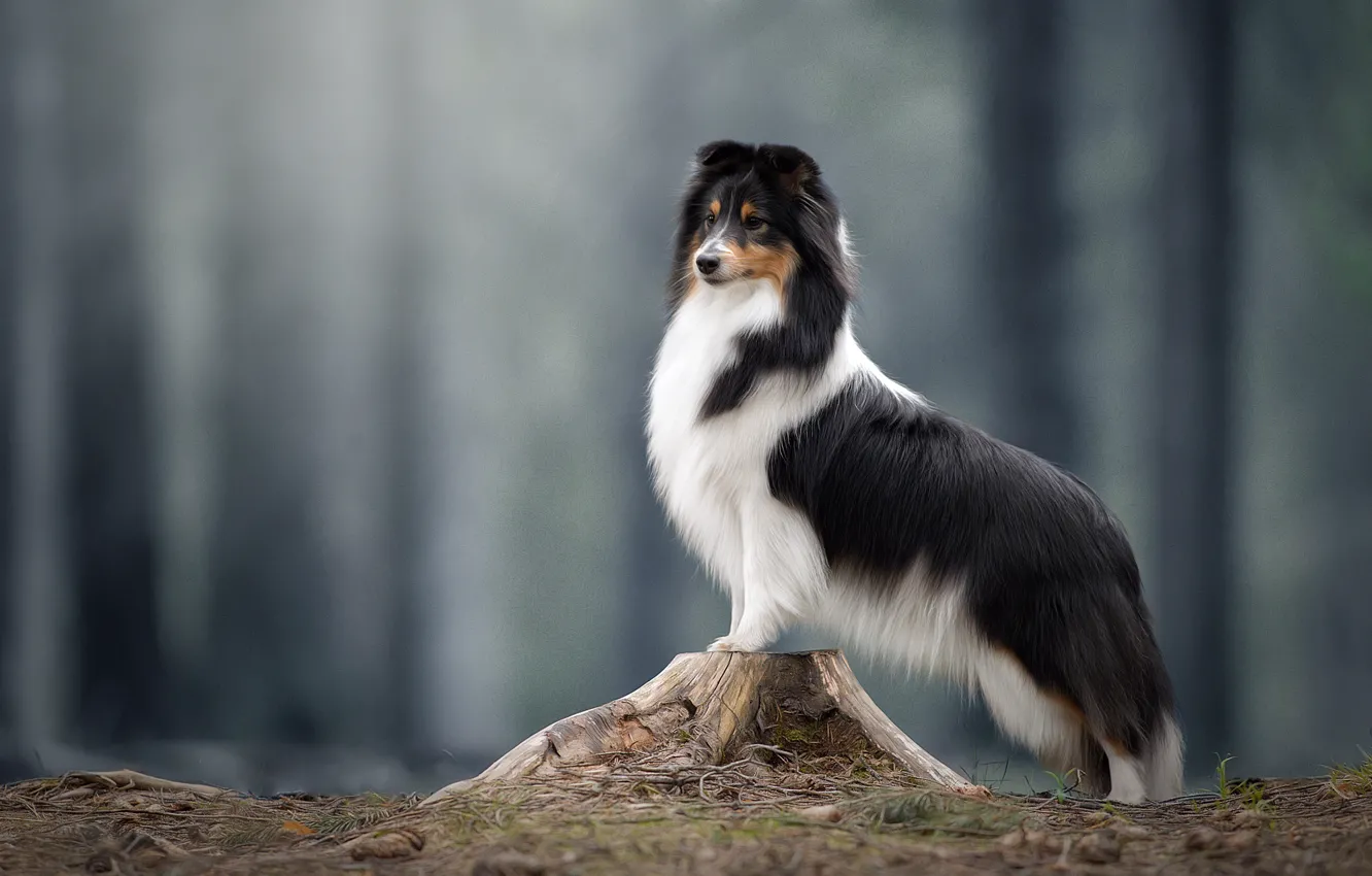 Wallpaper background, stump, dog, Sheltie, Shetland Sheepdog, Svetlana Pisareva for mobile and ...