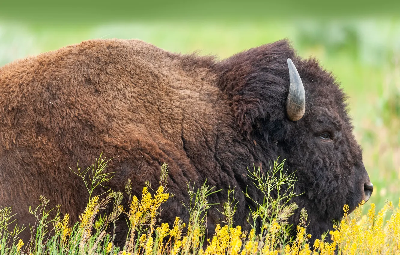Wallpaper USA, Wyoming, Grand Teton National Park, American Bison for ...