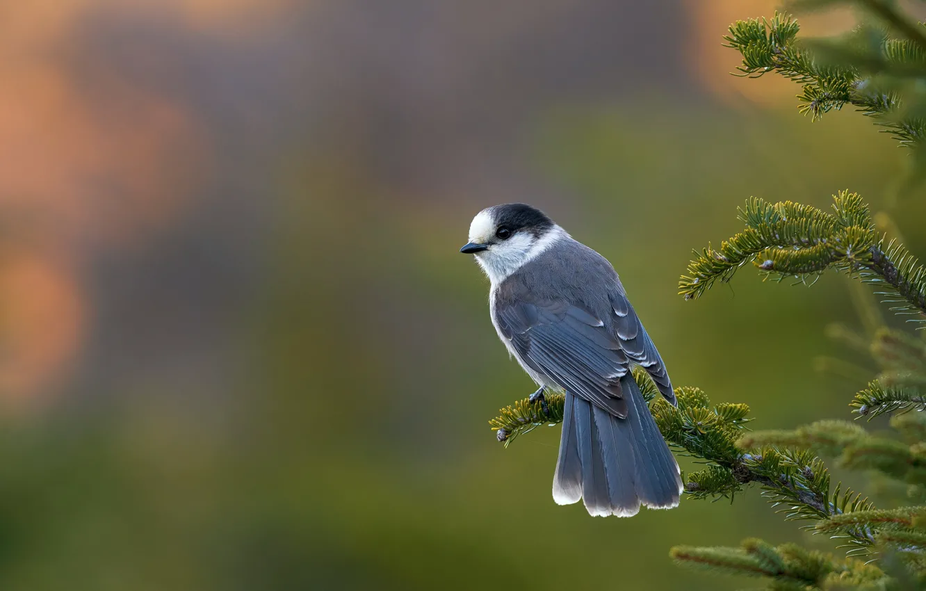 Wallpaper branches, background, bird, Canadian Jay for mobile and ...