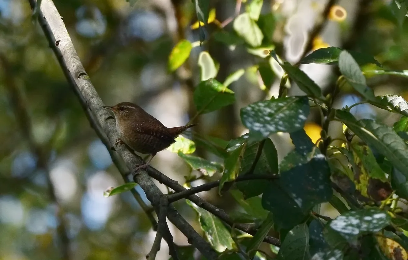 Wallpaper summer, birds, nature, Wren, photohunt for mobile and desktop ...