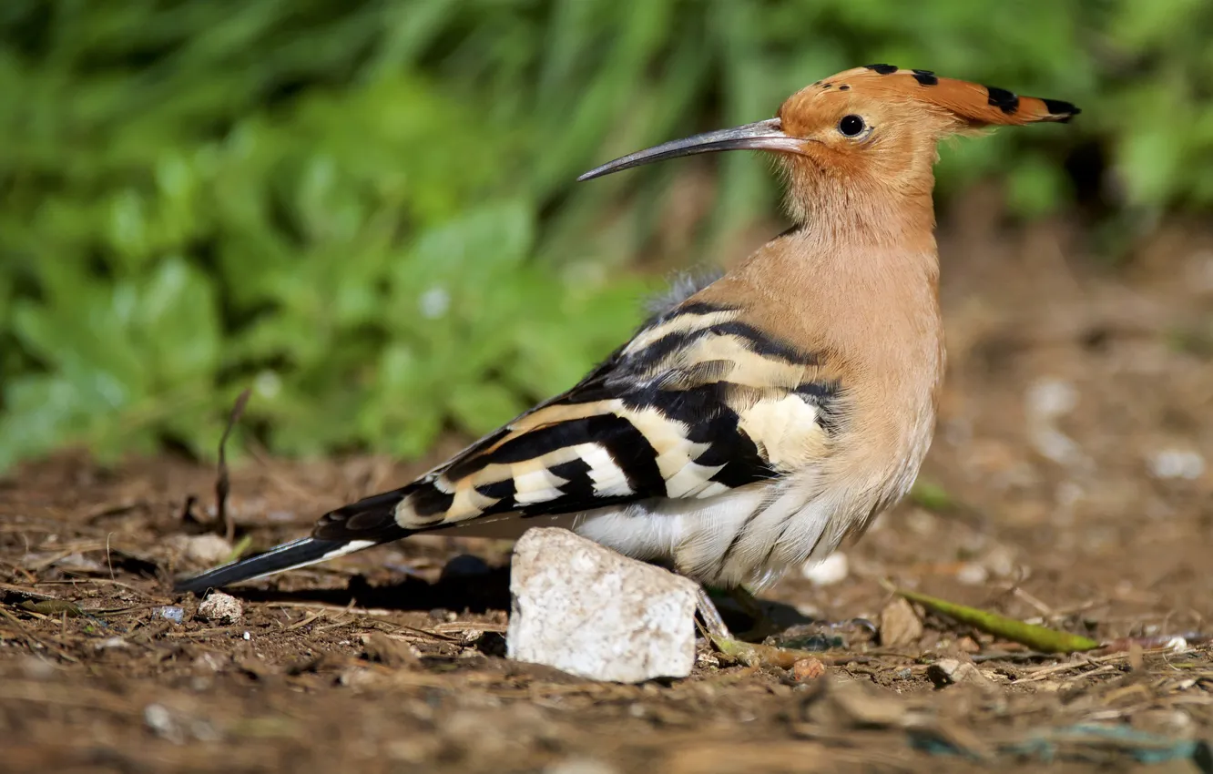 Wallpaper background, bird, hoopoe for mobile and desktop, section ...