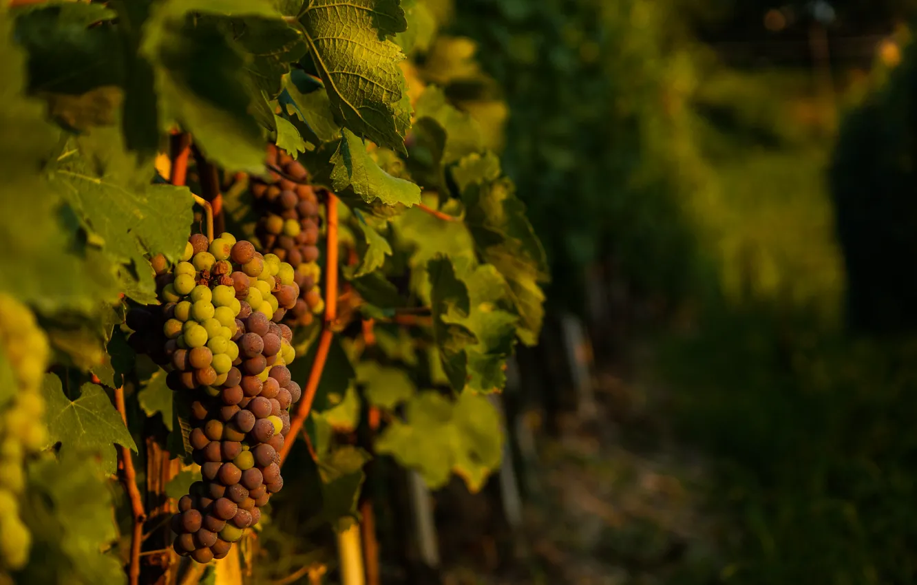 Wallpaper Italy, wine, grapes, Piemonte, Vineyard, red wine ...