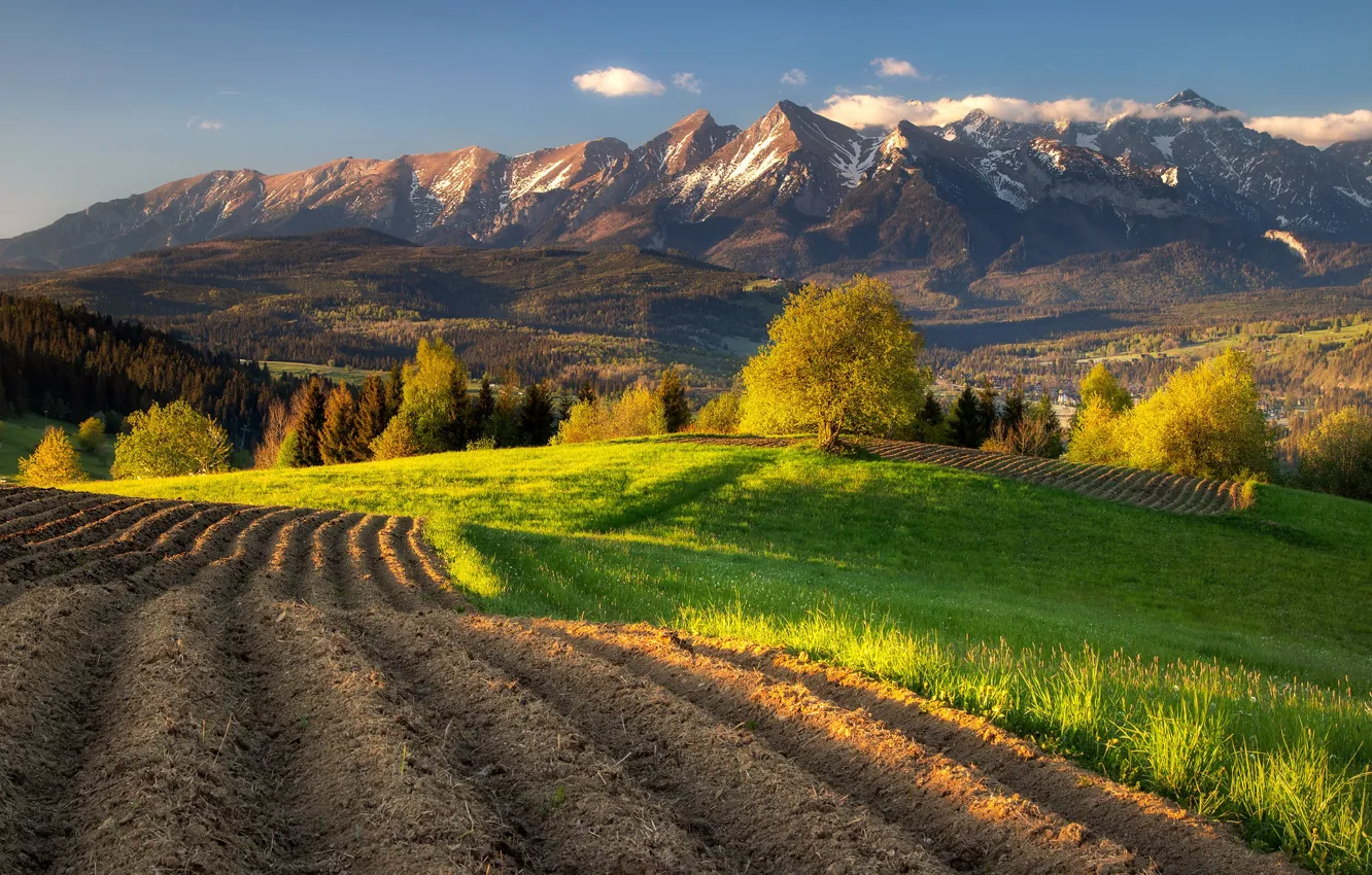 Wallpaper field, trees, mountains for mobile and desktop, section ...