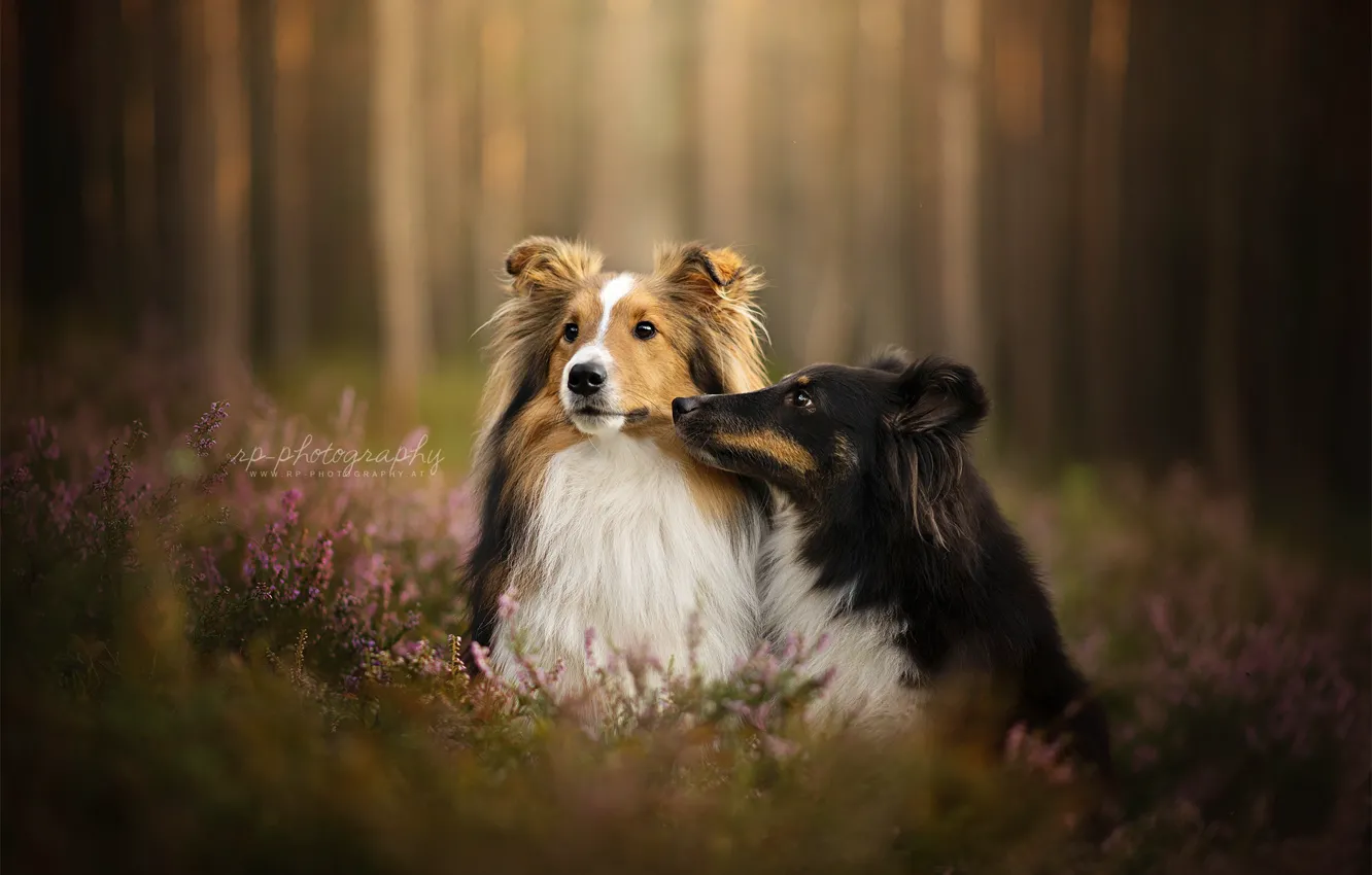 Wallpaper dogs, nature, friends for mobile and desktop, section собаки ...