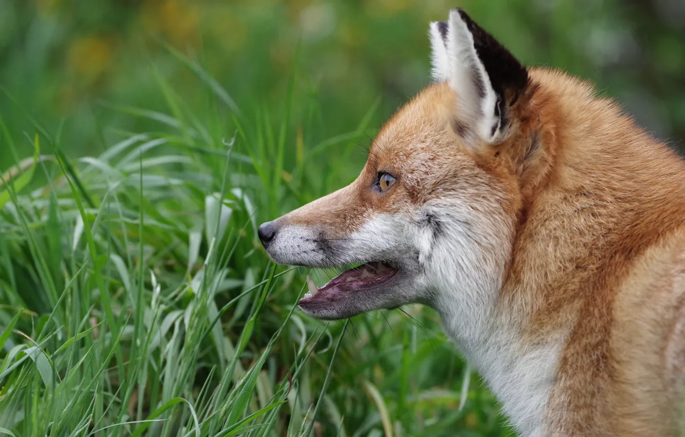 Wallpaper grass, look, face, close-up, portrait, Fox, profile for ...