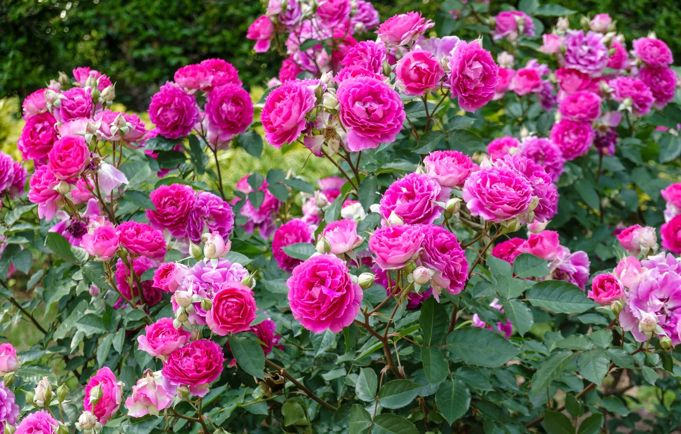 Wallpaper leaves, flowers, roses, garden, pink, a lot, rose Bush ...