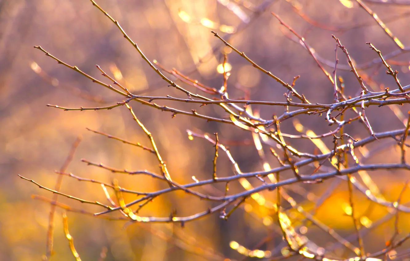 Wallpaper forest, autumn, color, twig images for desktop, section ...