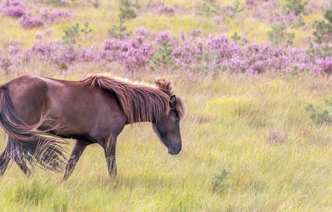 Wallpaper field, summer, horse for mobile and desktop, section животные ...