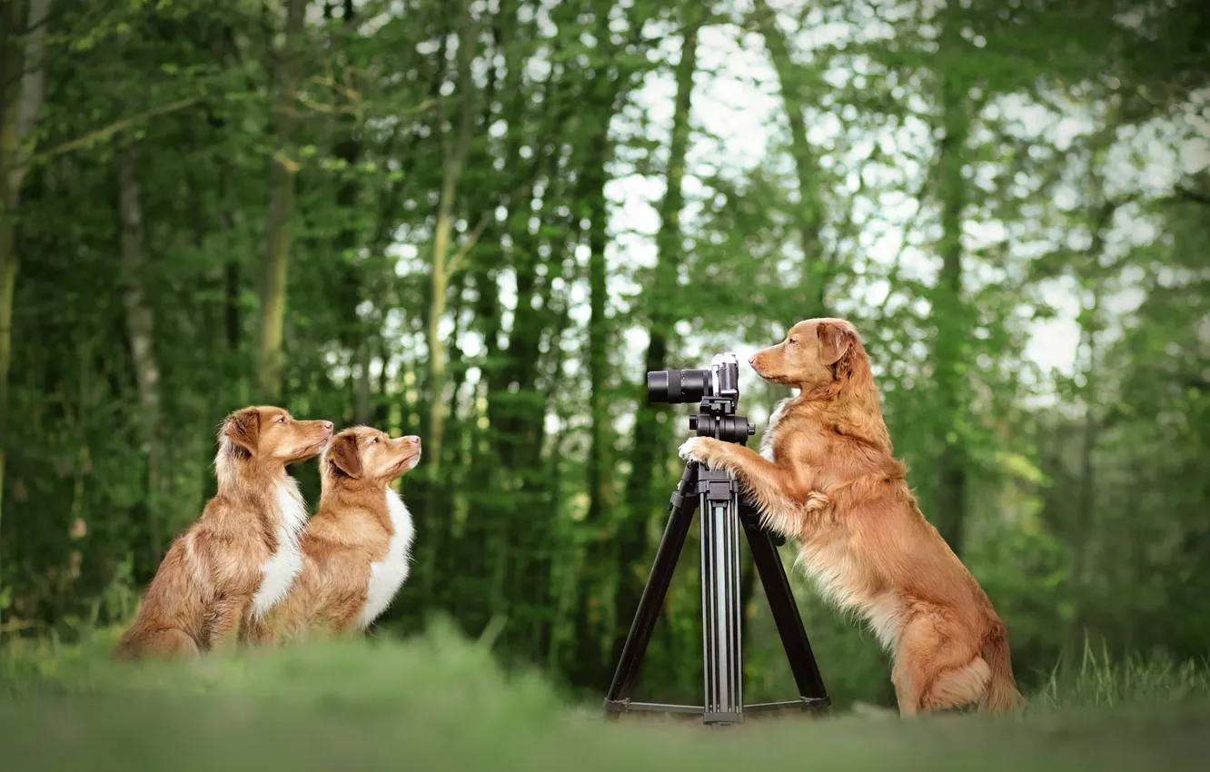 Wallpaper forest, dogs, look, nature, pose, Park, photography ...