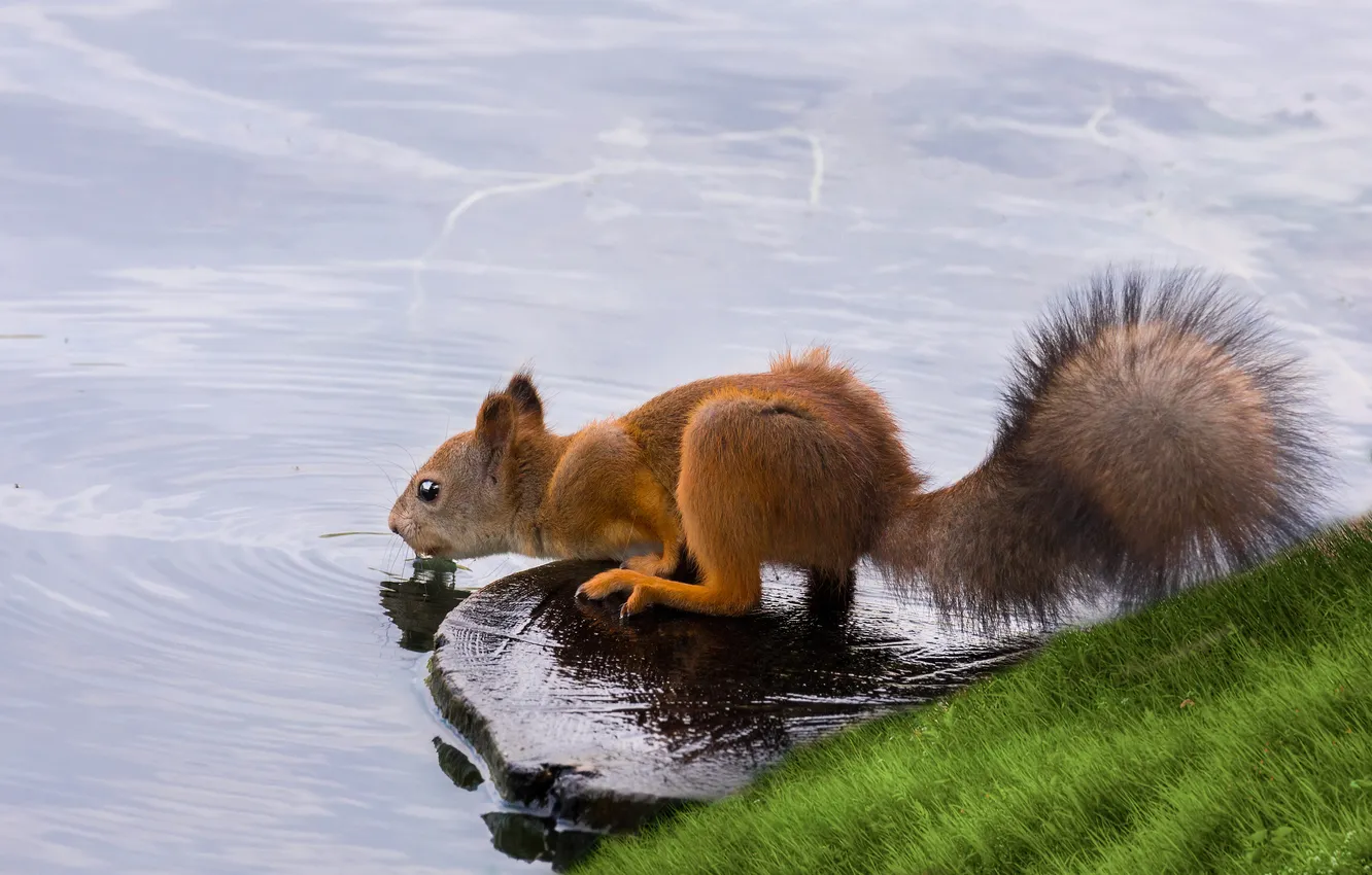 Wallpaper water, squirrel, Thirst for mobile and desktop, section ...