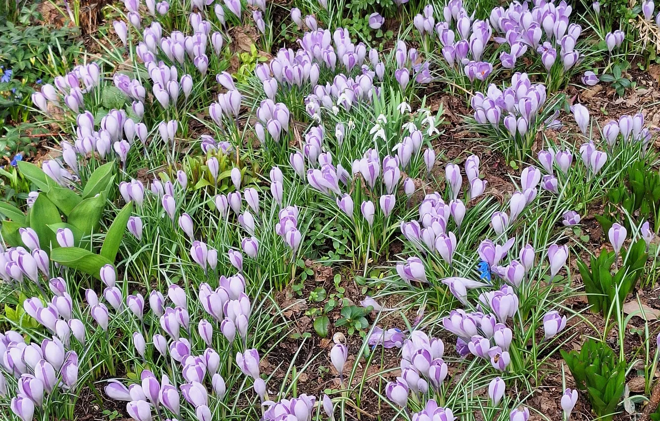 Wallpaper Flowers, Crocuses, green, vegetable garden for mobile and ...