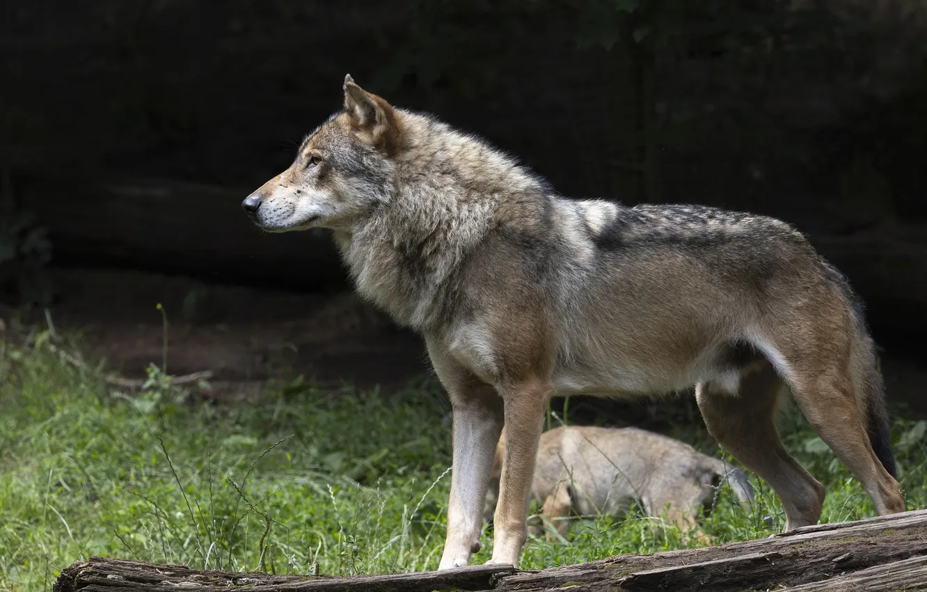 Wallpaper fantasy, nature, art, snow, predator, face, animal, wolf for ...