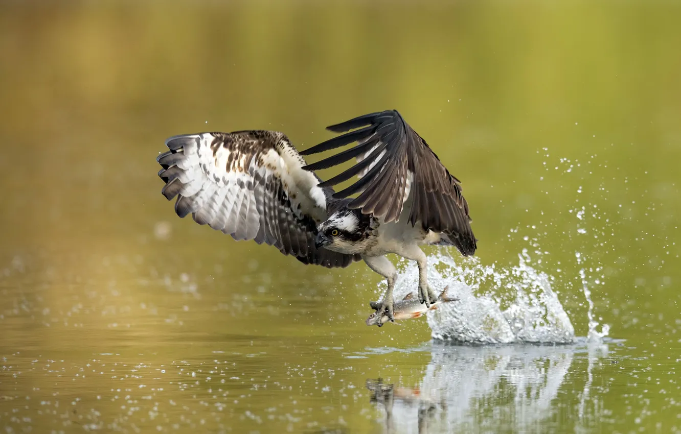 Wallpaper bird, fish, hunting for mobile and desktop, section животные ...