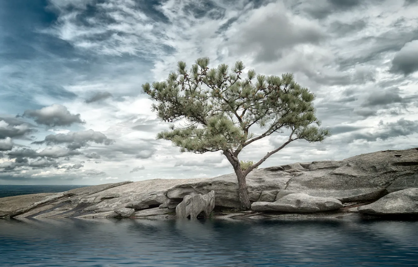 Wallpaper sea, trees, shore for mobile and desktop, section пейзажи ...