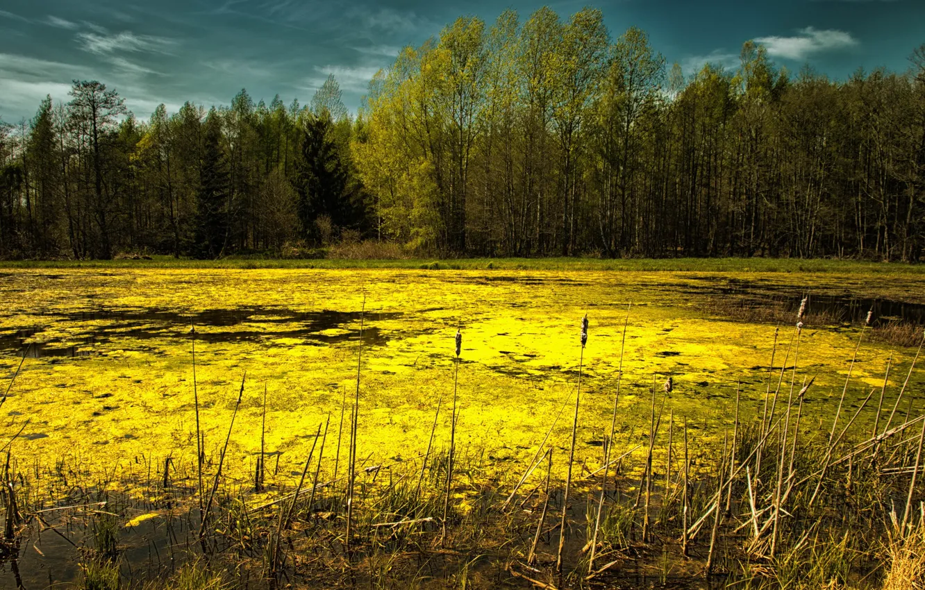 Wallpaper swamp, autumn, nature for mobile and desktop, section природа ...
