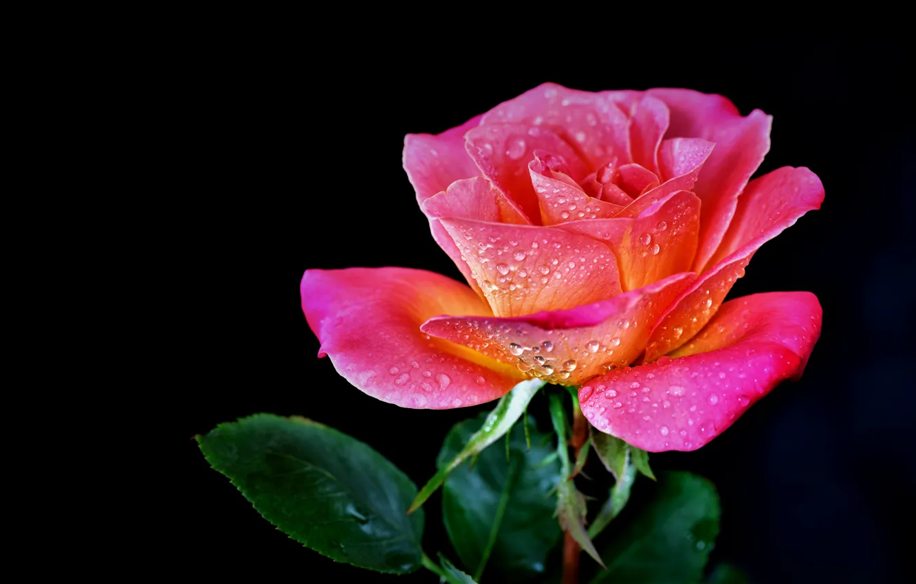 Wallpaper flower, drops, pink, rose, black background images for ...