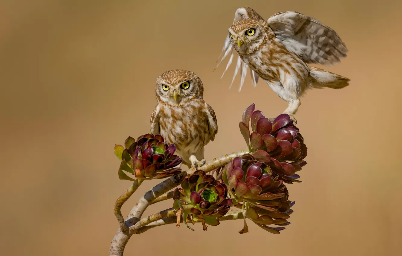 Wallpaper branches, bird, predator, bokeh, little owls, Little owls ...