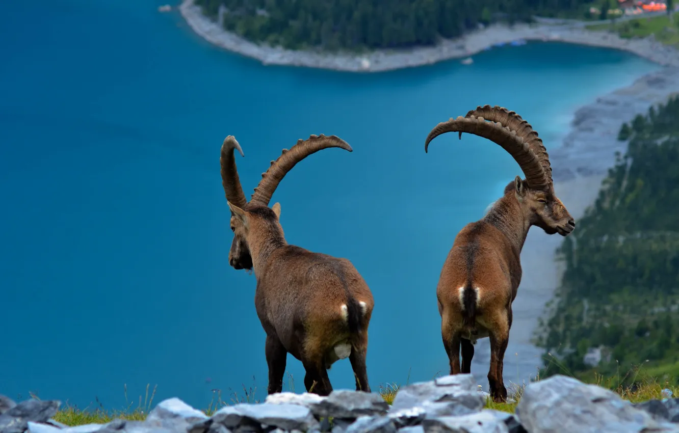 Wallpaper height, pond, goat, mountain goat, two goats for mobile and ...