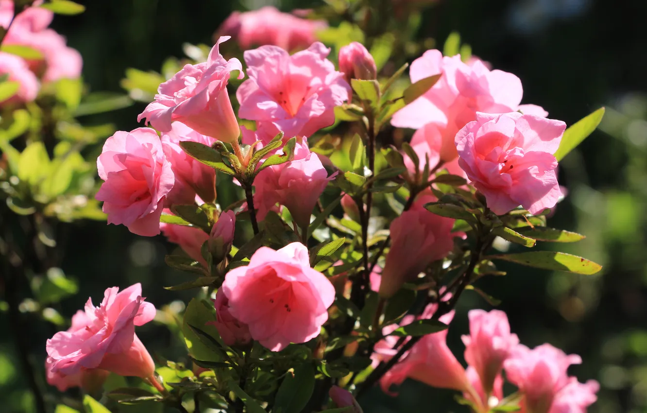 Wallpaper flower, Azalea, blooming for mobile and desktop, section ...