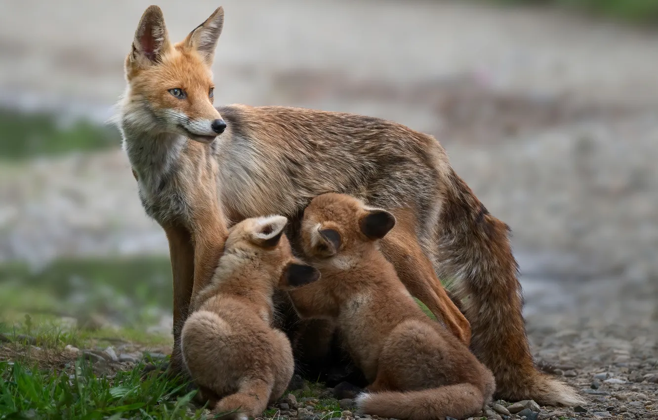 Wallpaper fox, mother, pups for mobile and desktop, section животные ...