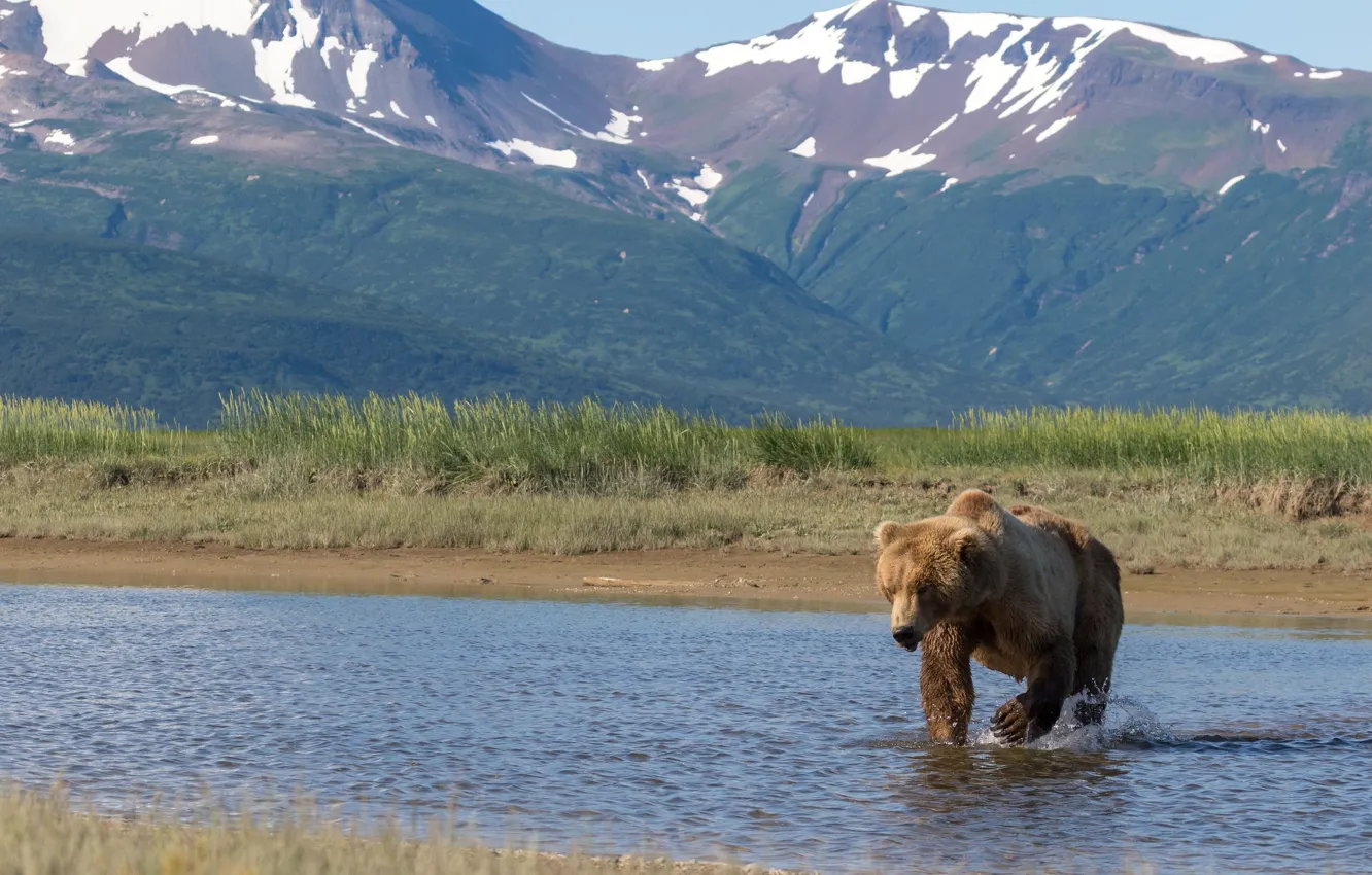 Wallpaper pose, bear, look, mountains, nature, bear, walk, shore for ...