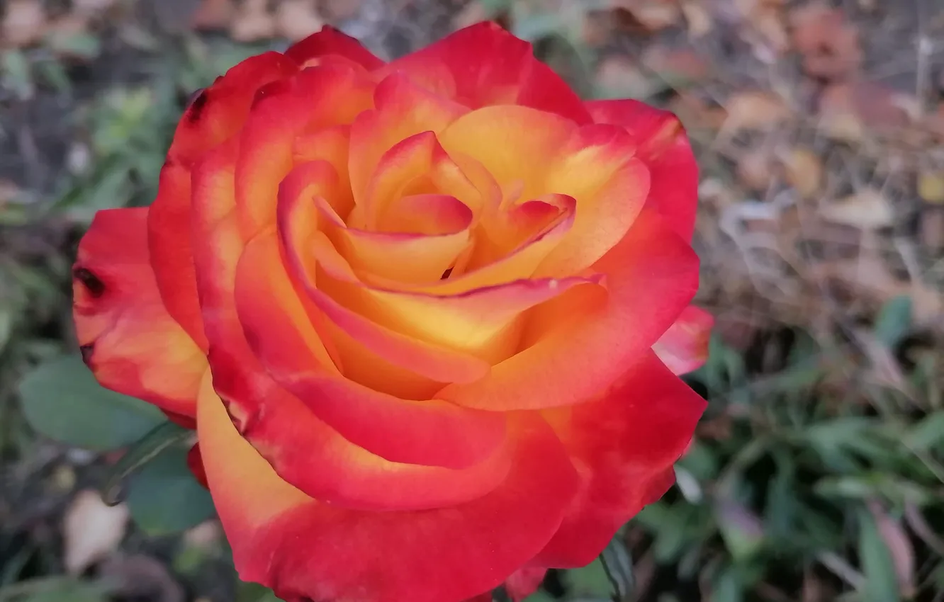 Wallpaper autumn, fog, roses for mobile and desktop, section цветы ...