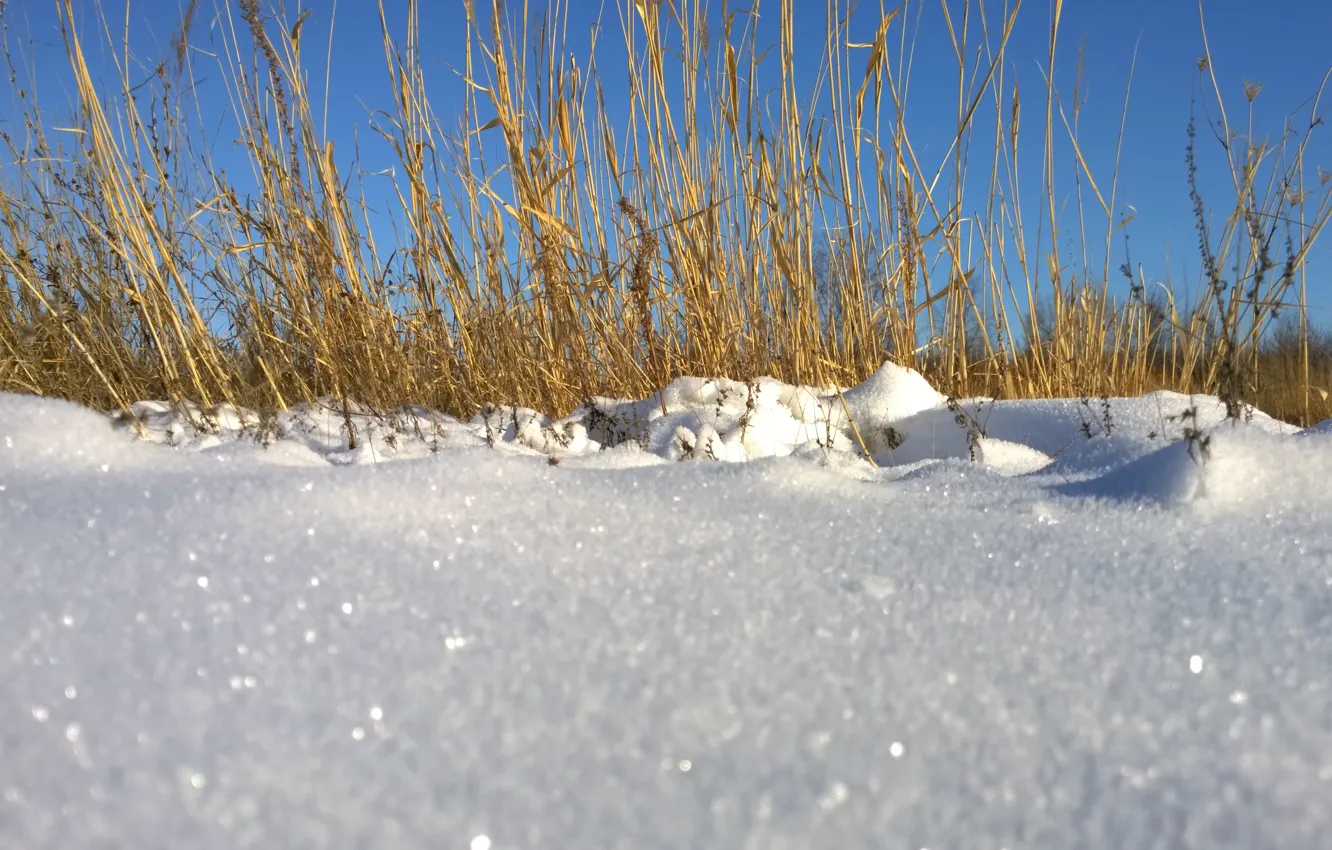 Wallpaper winter, grass, snow, nature for mobile and desktop, section ...