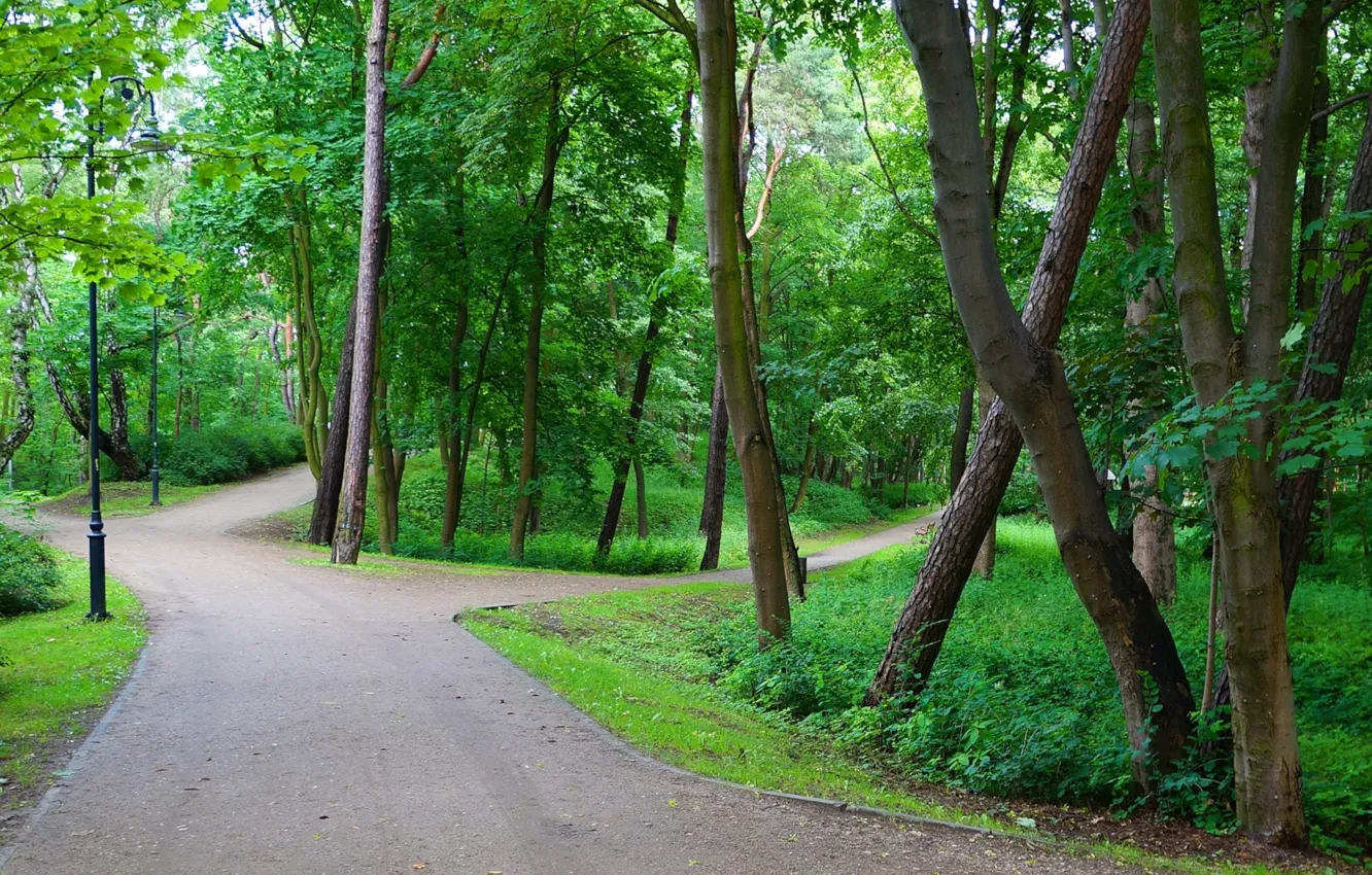 Wallpaper road, park, tree for mobile and desktop, section пейзажи ...