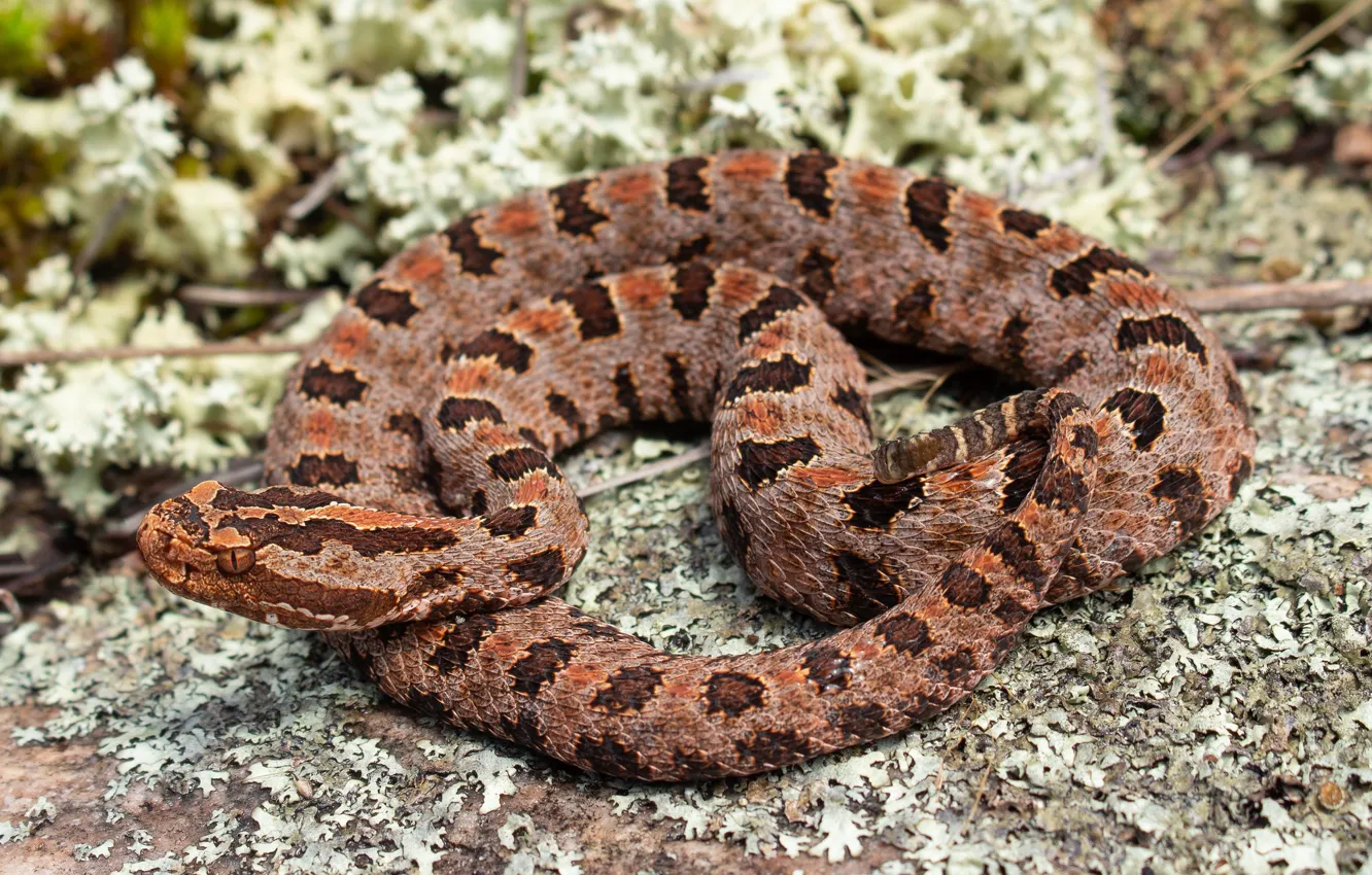 Wallpaper background, stone, snake for mobile and desktop, section ...