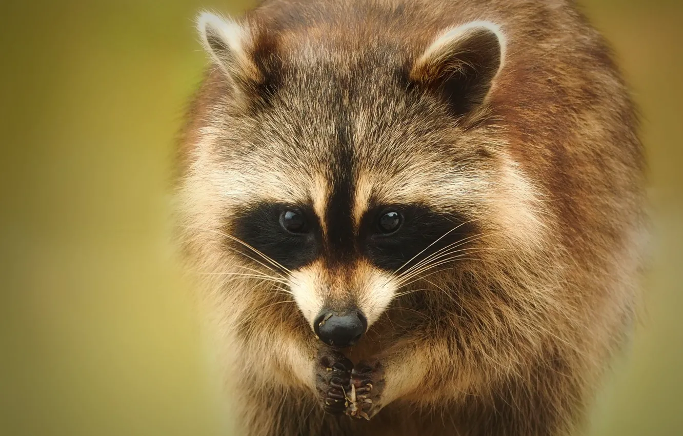 Wallpaper look, pose, background, portrait, legs, raccoon, face for ...