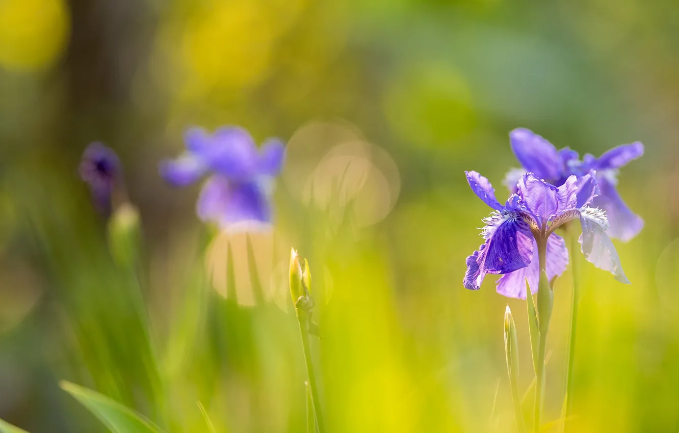Wallpaper flowers, spring, iris for mobile and desktop, section цветы ...