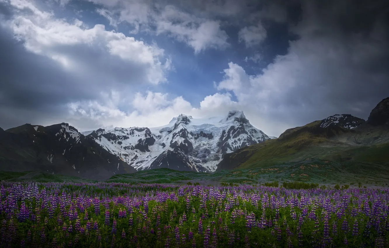 Wallpaper field, the sky, clouds, snow, flowers, mountains, the slopes ...