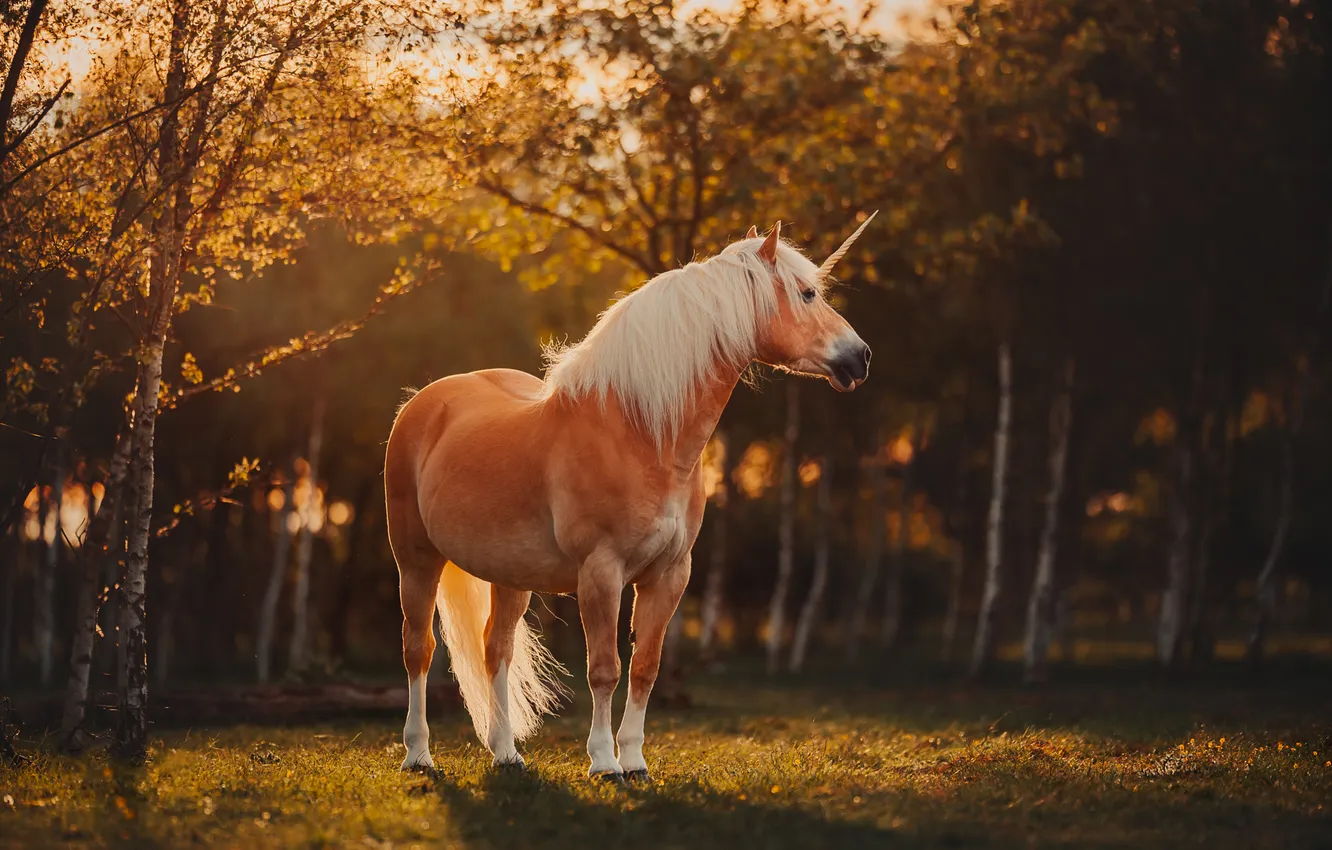 Wallpaper forest, light, Park, horse, glade, horse, unicorn, pony for mobile and desktop ...