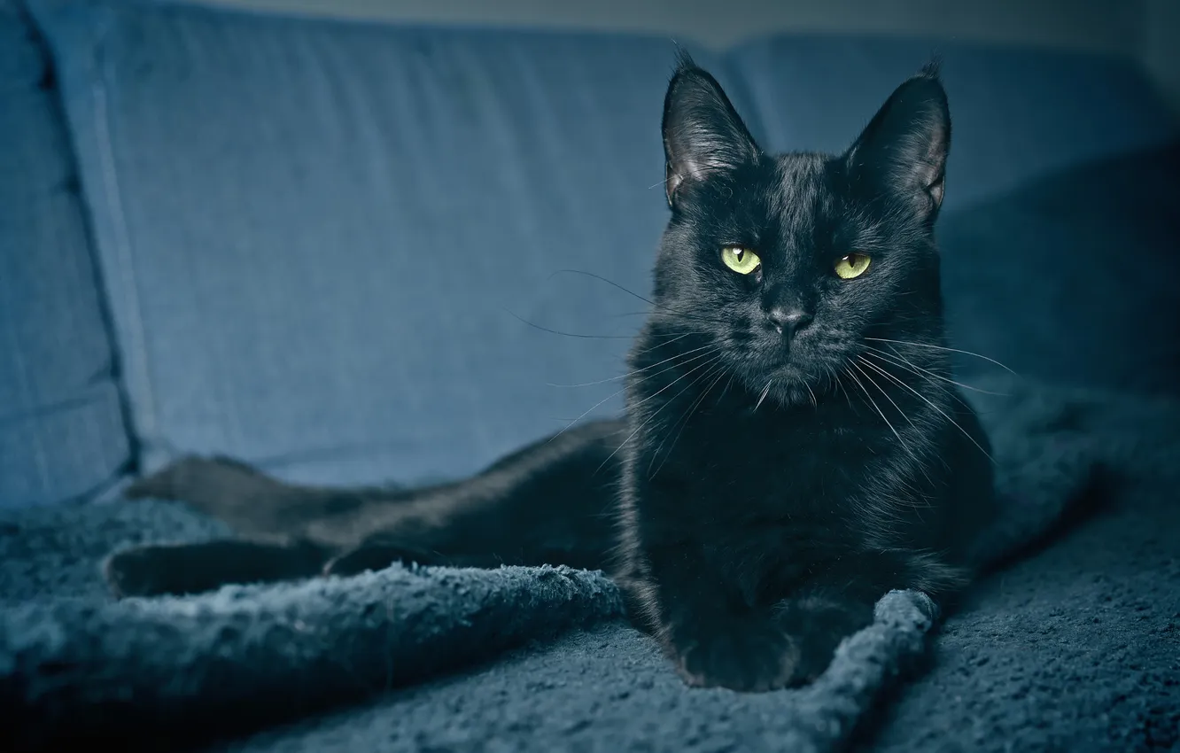 Wallpaper cat, cat, look, pose, sofa, face for mobile and desktop ...