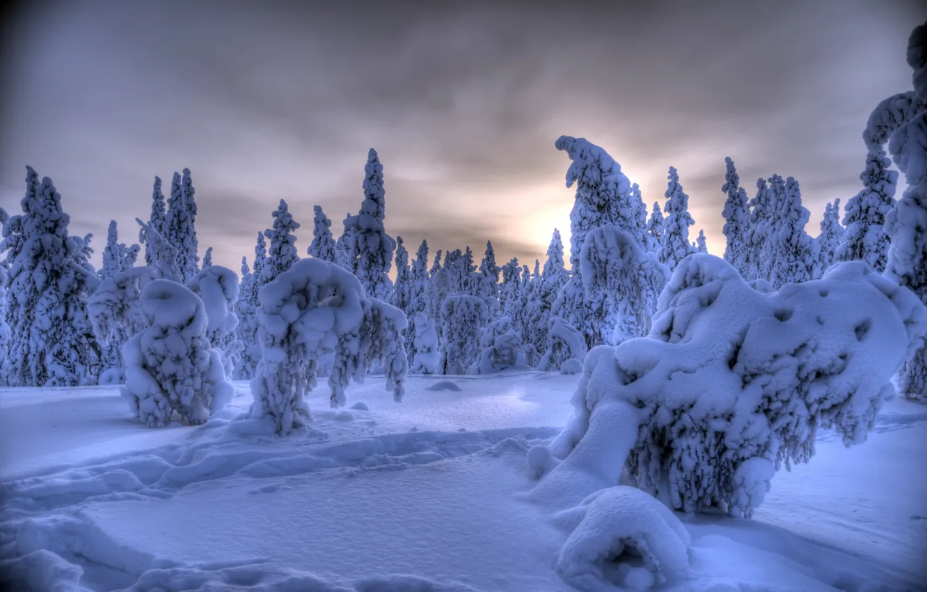 Wallpaper winter, forest, snow, trees, Finland, Finland, Lapland ...