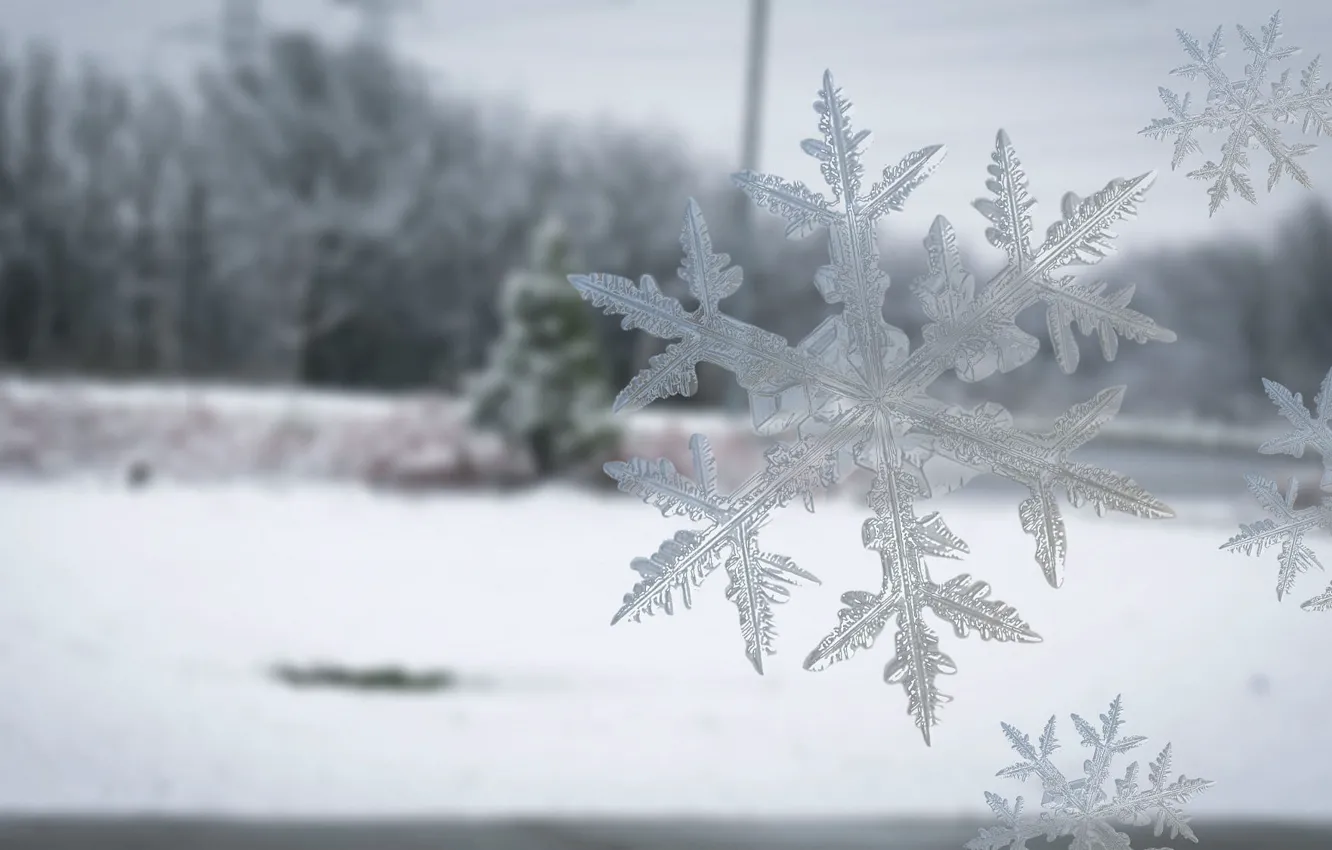 Wallpaper winter, frost, field, forest, glass, macro, snow, snowflakes ...