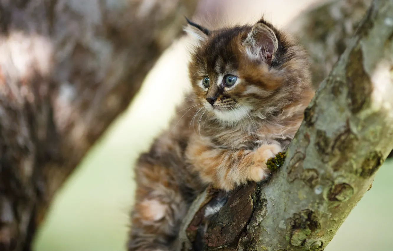 Wallpaper baby, muzzle, kitty, on the tree for mobile and desktop ...