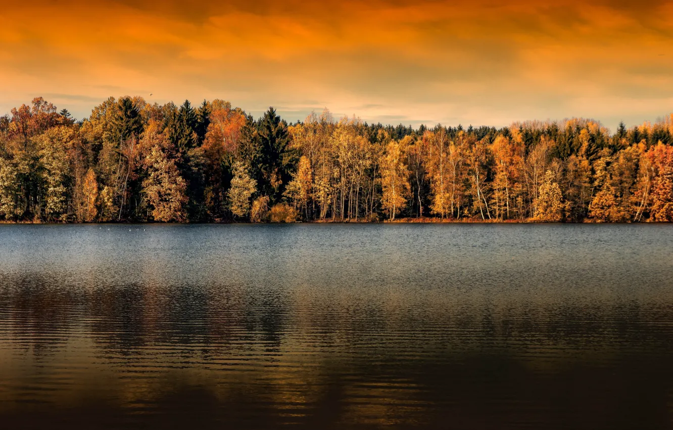 Wallpaper forest, nature, river for mobile and desktop, section природа ...