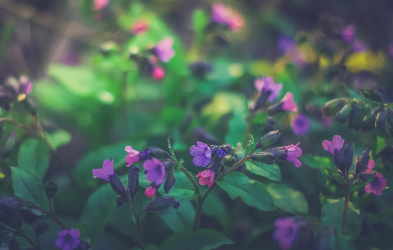Wallpaper flowers, nature, Irina Joanne for mobile and desktop, section ...
