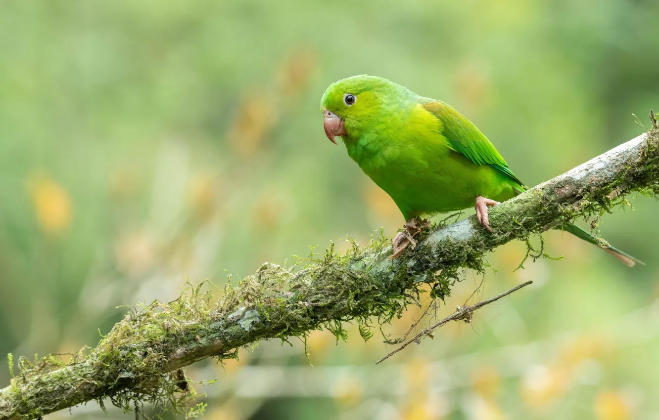 Wallpaper green, bird, moss, branch, parrot, bokeh images for desktop ...