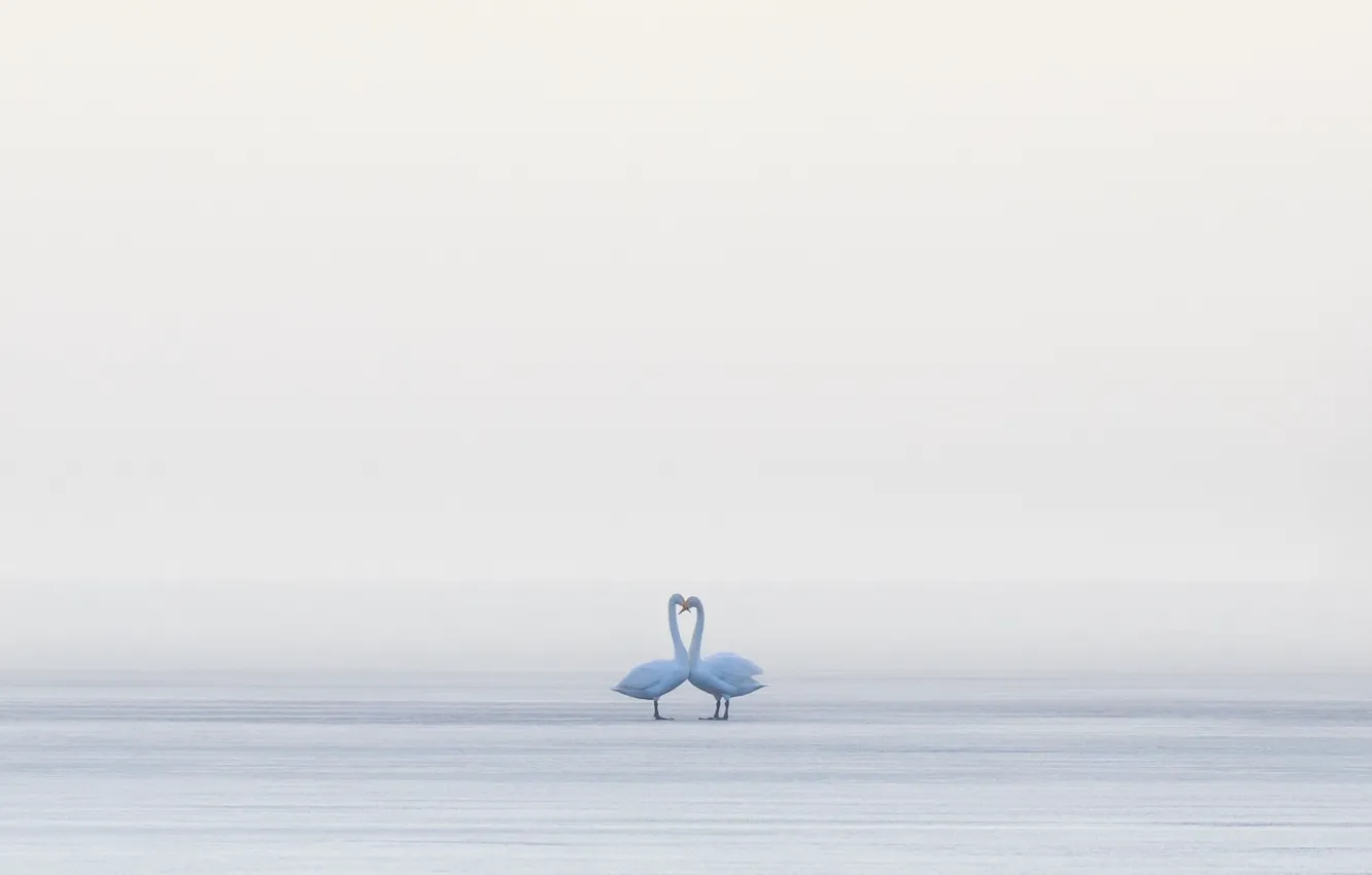 Wallpaper birds, fog, swans images for desktop, section минимализм ...