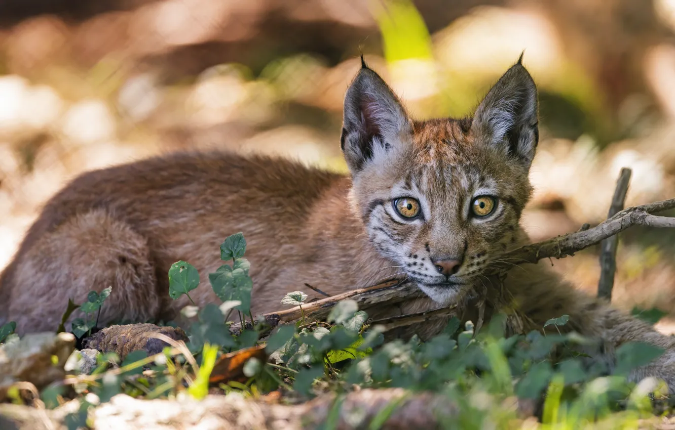 Wallpaper look, lies, lynx, a small lynx for mobile and desktop ...