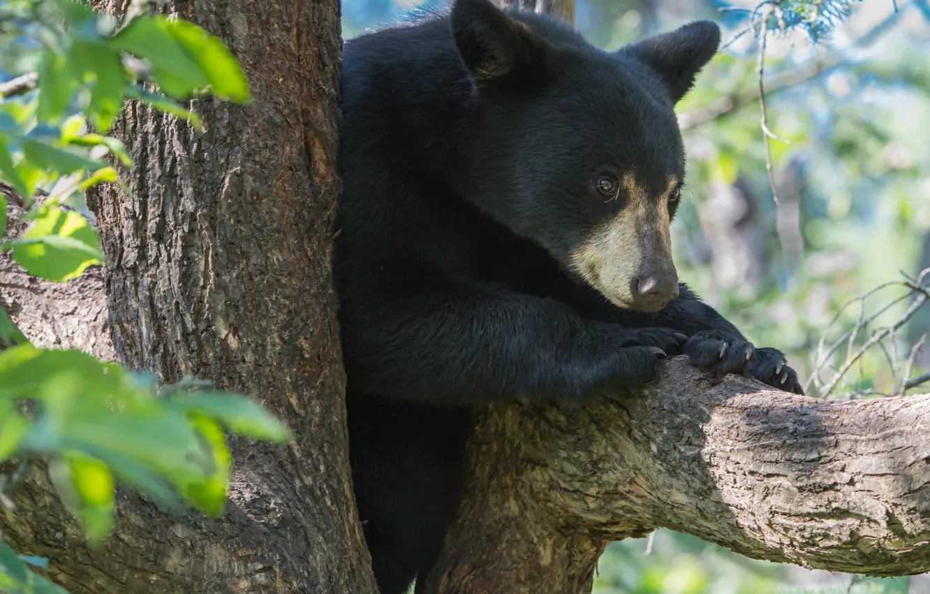 Wallpaper trees, bear, Baribal for mobile and desktop, section животные ...