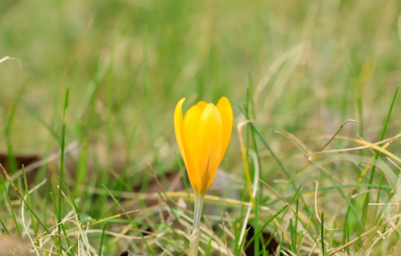 Wallpaper flower, yellow, crocus for mobile and desktop, section ...