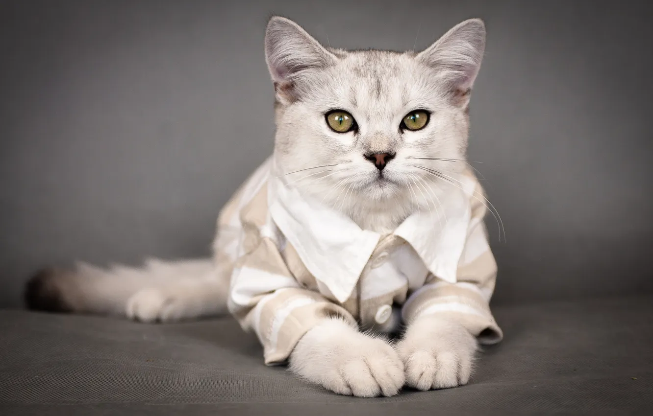 Wallpaper cat, cat, look, pose, face for mobile and desktop, section ...