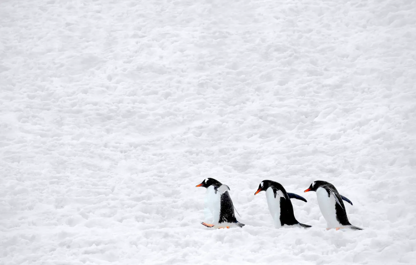 Wallpaper winter, field, snow, birds, penguins, the snow, white ...