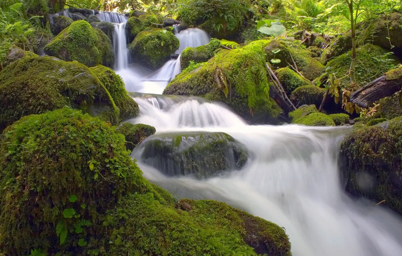 Wallpaper water, green, stream, stones, moss for mobile and desktop ...