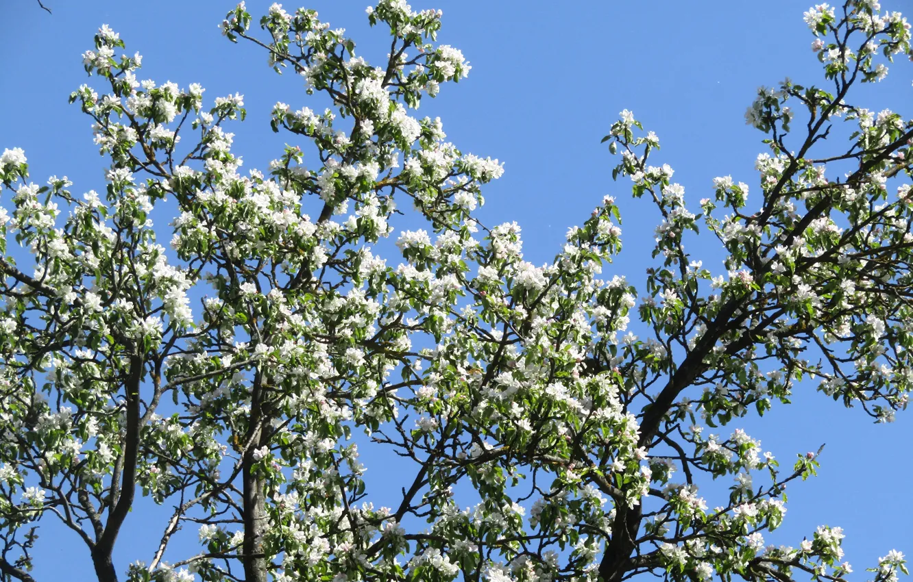Wallpaper spring, Apple, flowering, spring, bloom, apple tree for ...