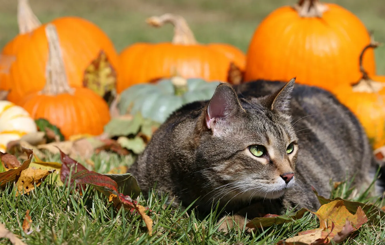 Wallpaper cat, cat, look, pose, face for mobile and desktop, section ...